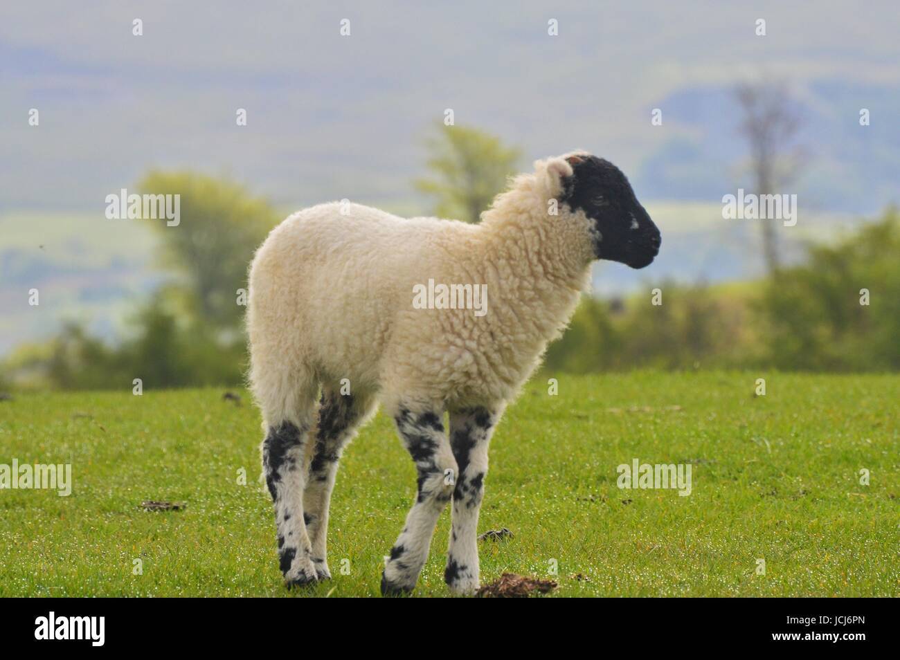 Swaledale lamb hi-res stock photography and images - Alamy