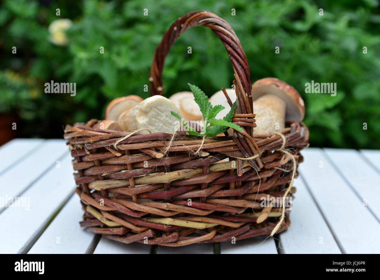 Steinpilze im Korb im Wald Stock Photo - Alamy