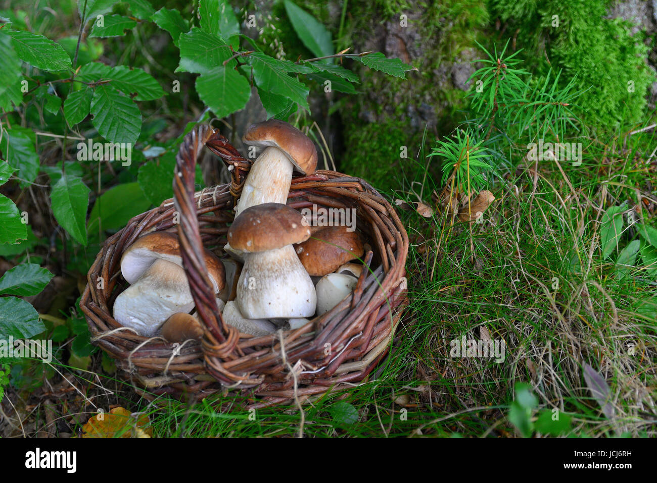 Pilze korb hi-res stock photography and images - Alamy