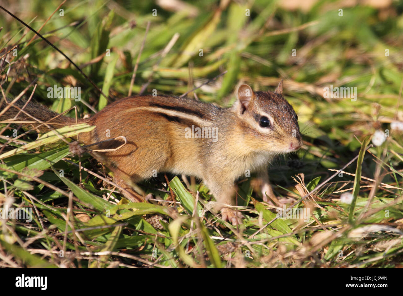 Eastern Chipmunk (Tamias striatus) in the grass Stock Photo - Alamy