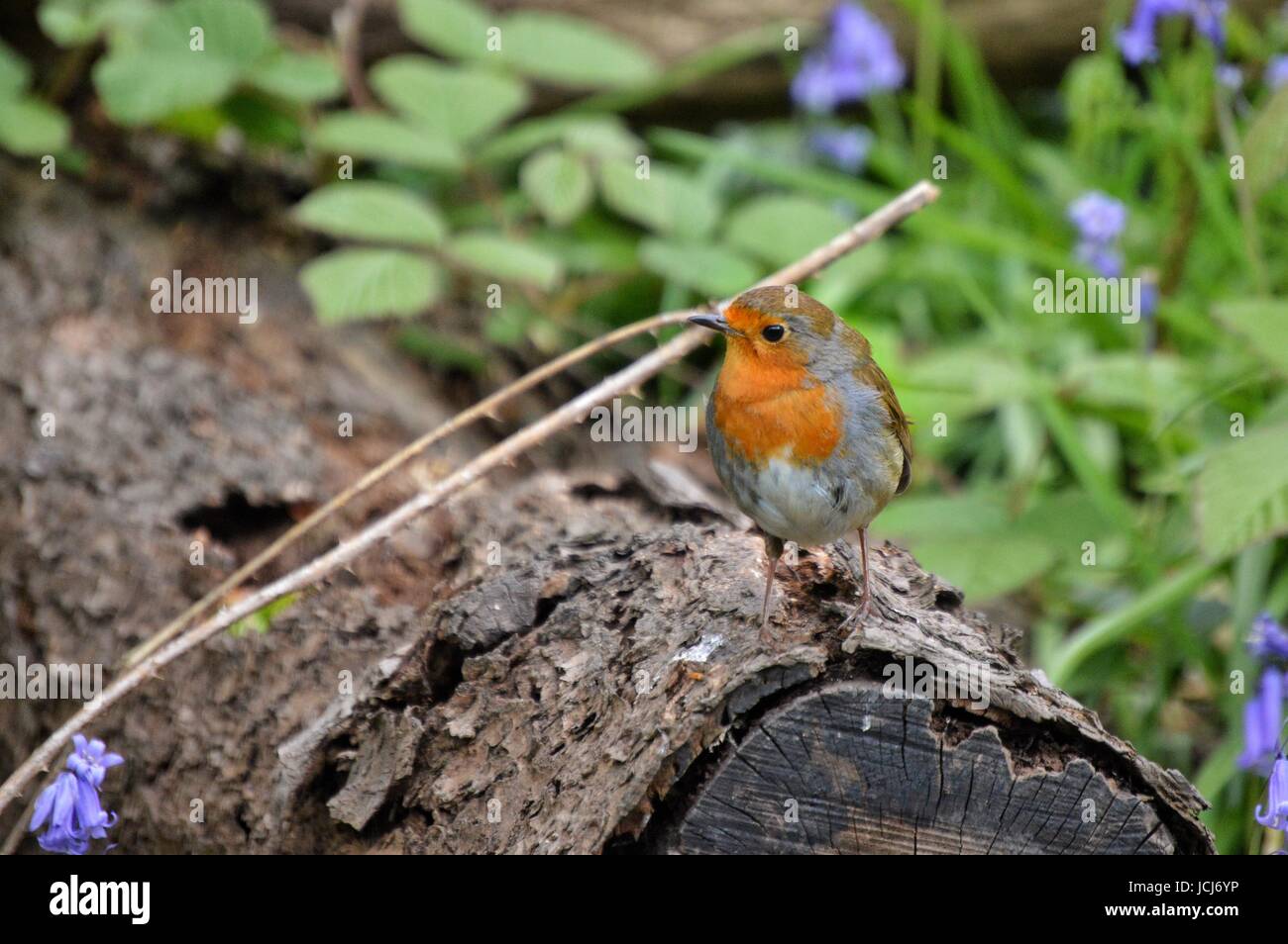European Robin perched on a log Stock Photo - Alamy