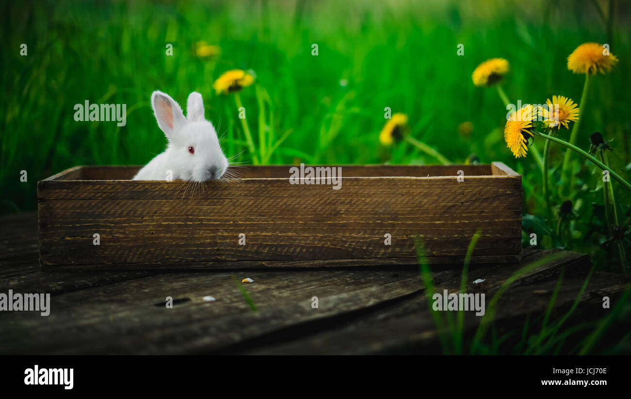 Little white rabbit sits in a box on a wooden board on a background of ...