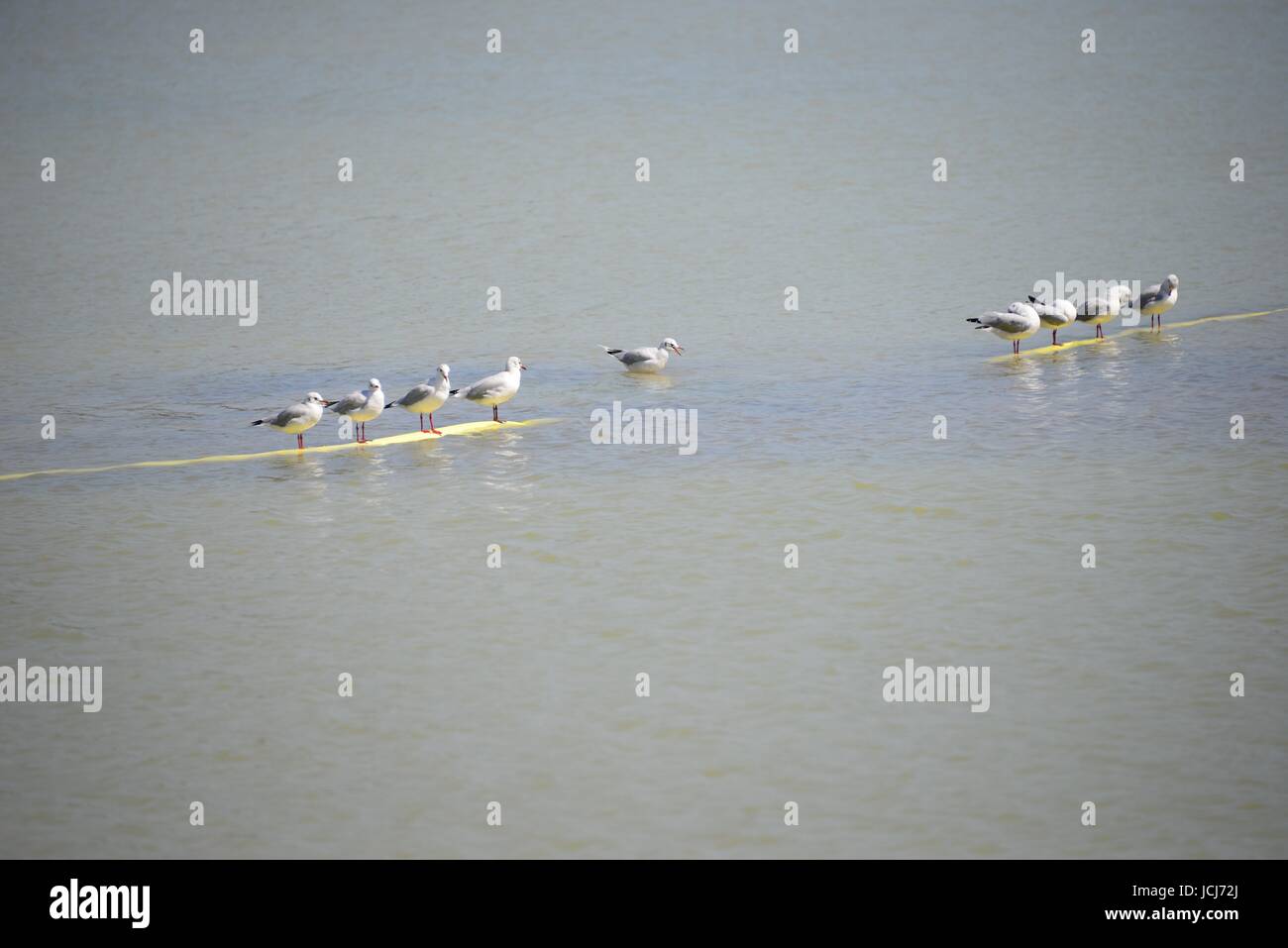 gulls in spain Stock Photo - Alamy