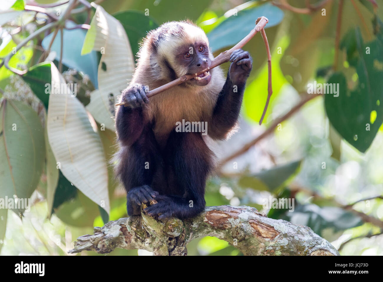 Capuchin monkey chewing on a stick in the jungle near Coroico, Bolivia ...