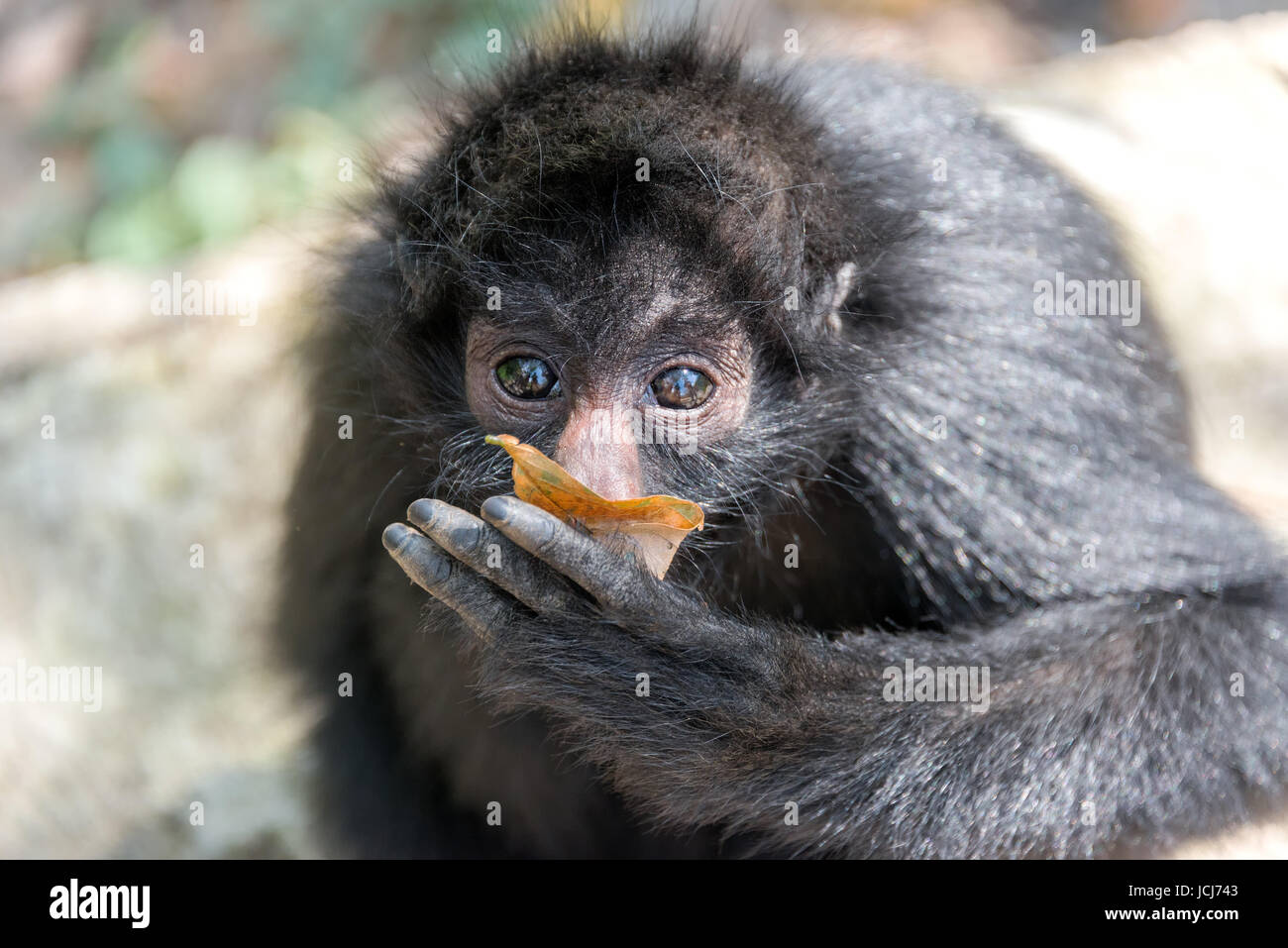 Closeup view of a spider monkey chewing on a leaf in the jungle near ...