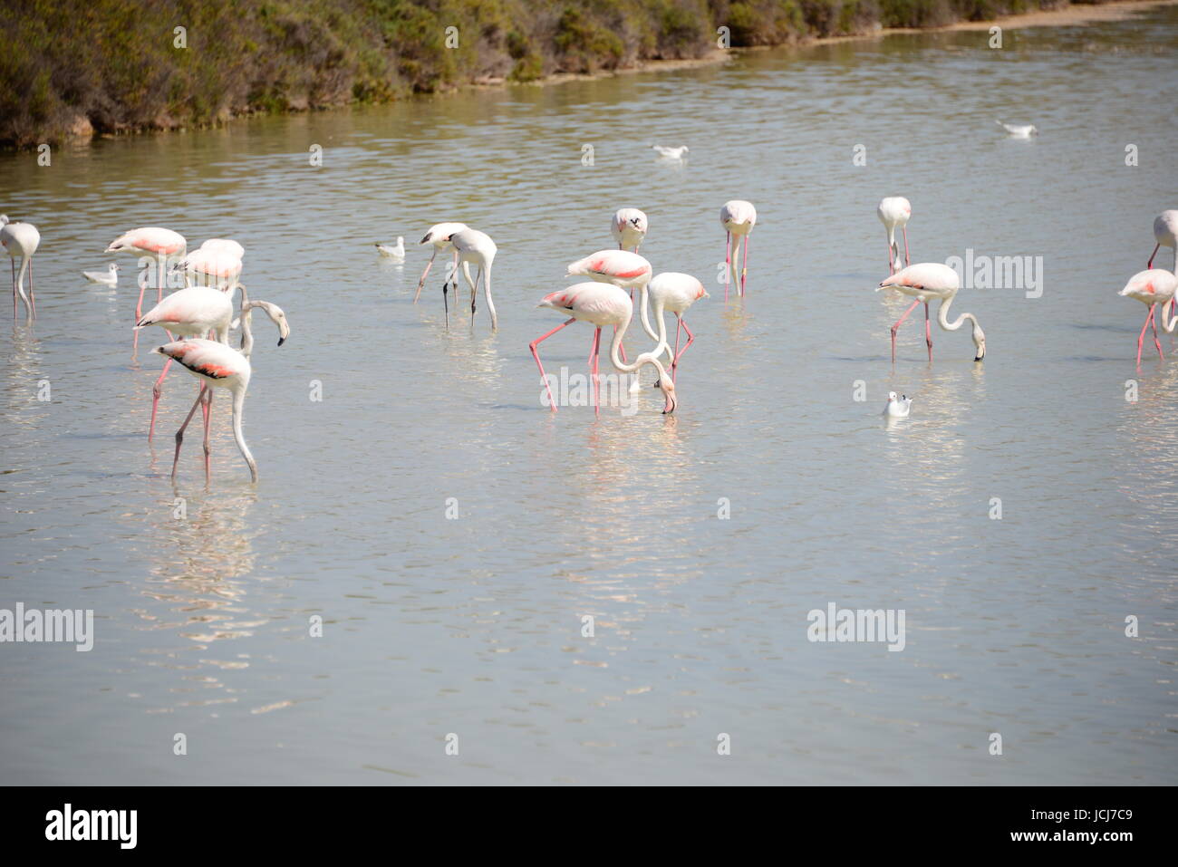flamingos in spain Stock Photo - Alamy