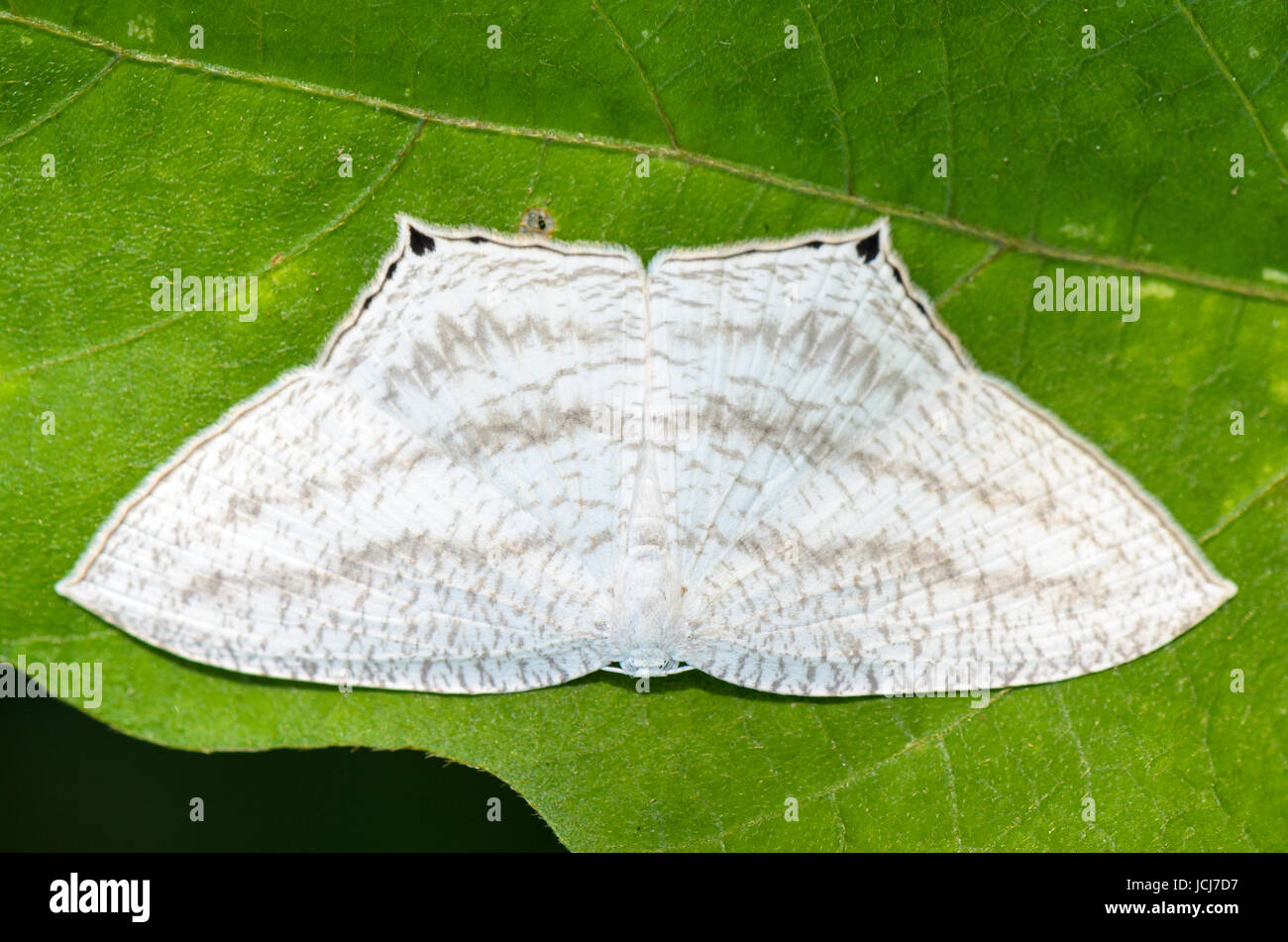 Micronia Aculeata white moth with gray stripes in Thailand Stock Photo ...
