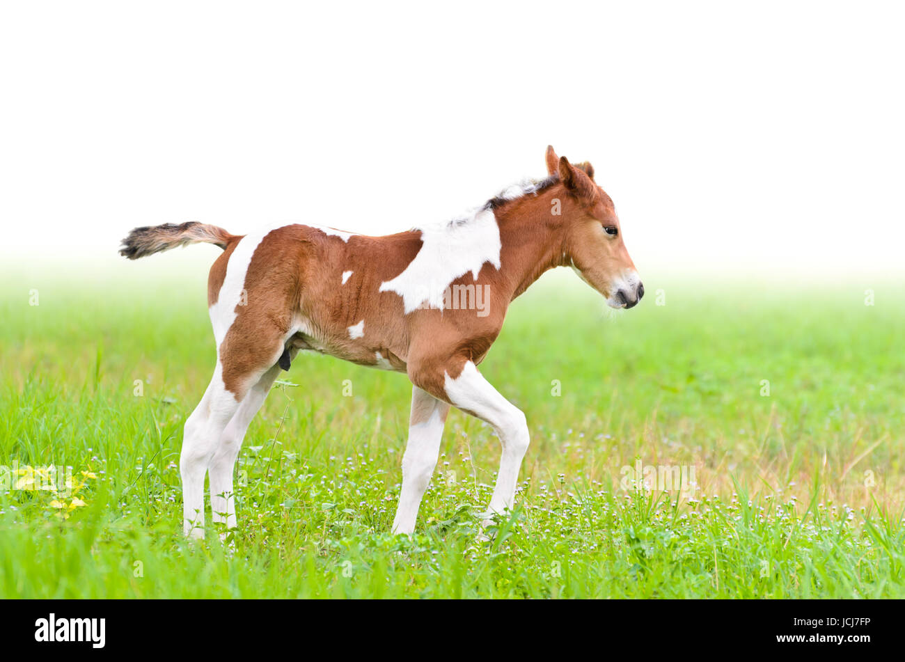 Horse foal walking in green grass on white background Stock Photo - Alamy