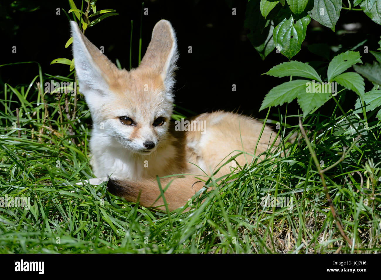 Strain her ears hi-res stock photography and images - Alamy