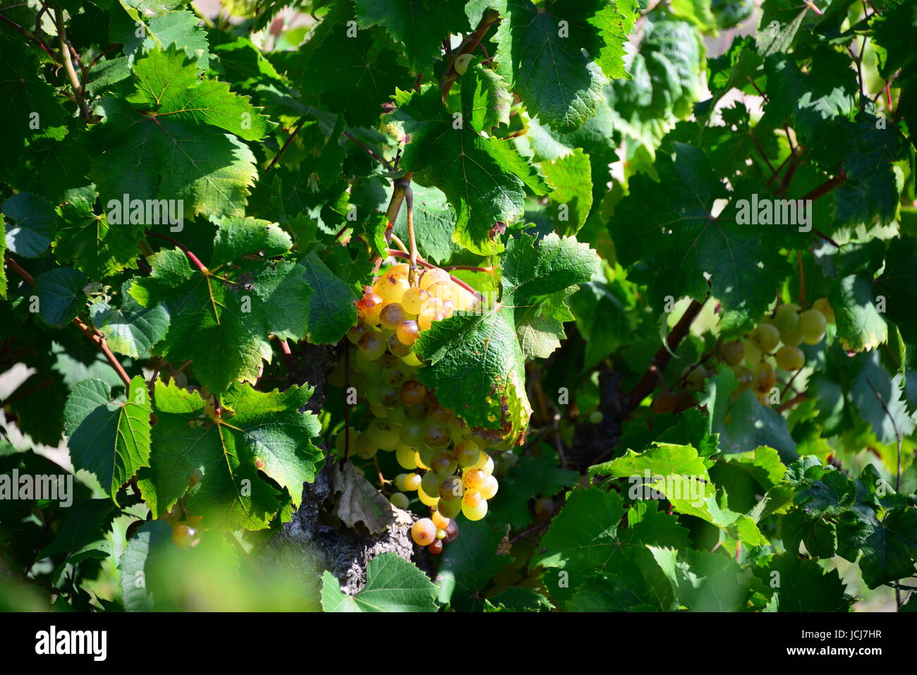 vine grape vine Stock Photo - Alamy