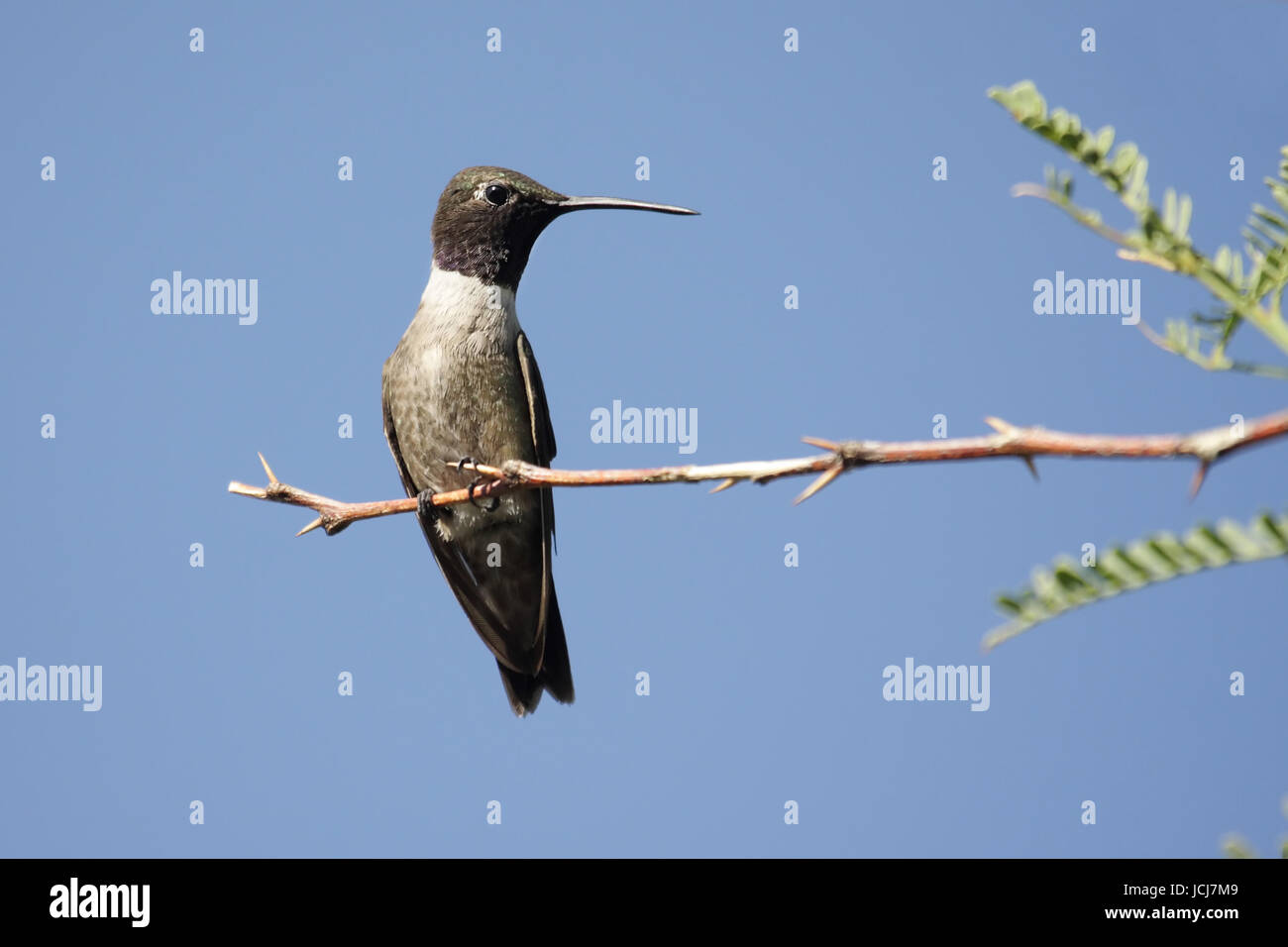 Black-chinned Hummingbird (Archilochus alexandri) on a perch Stock ...