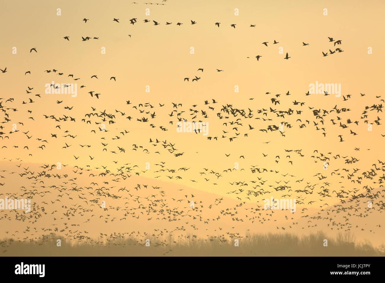 Flock of geese flying in formation Stock Photo - Alamy