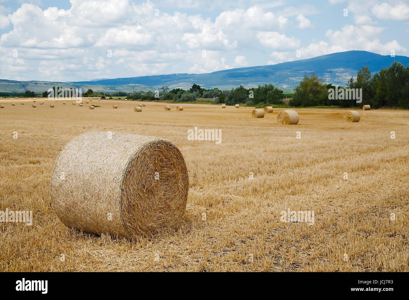 Dry rural field with hay stacks Stock Photo - Alamy