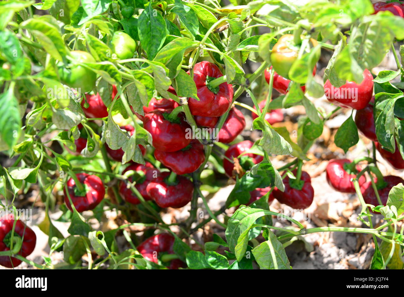 paprika capsicum peperoni Stock Photo - Alamy