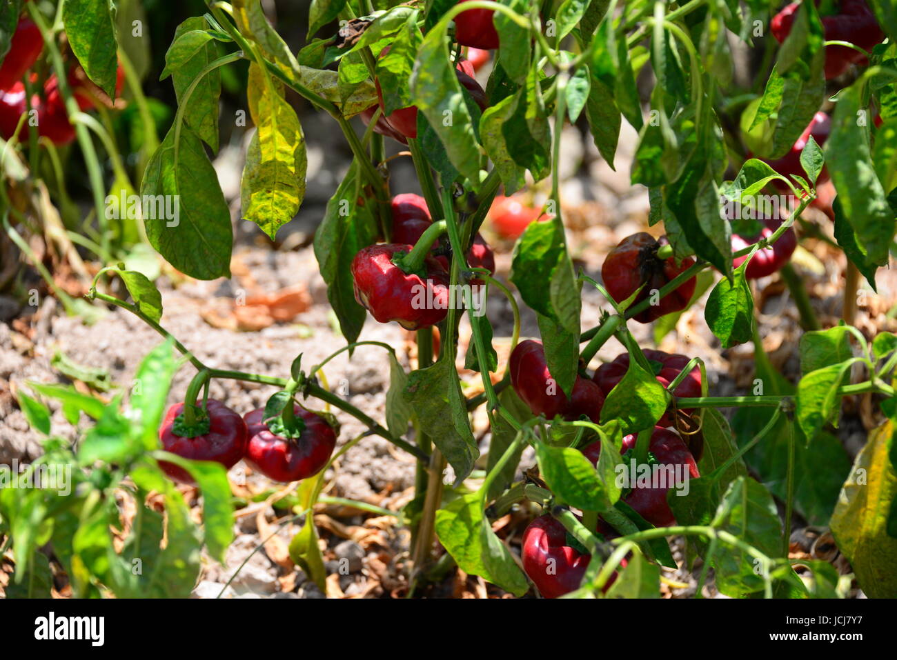 paprika capsicum peperoni Stock Photo - Alamy