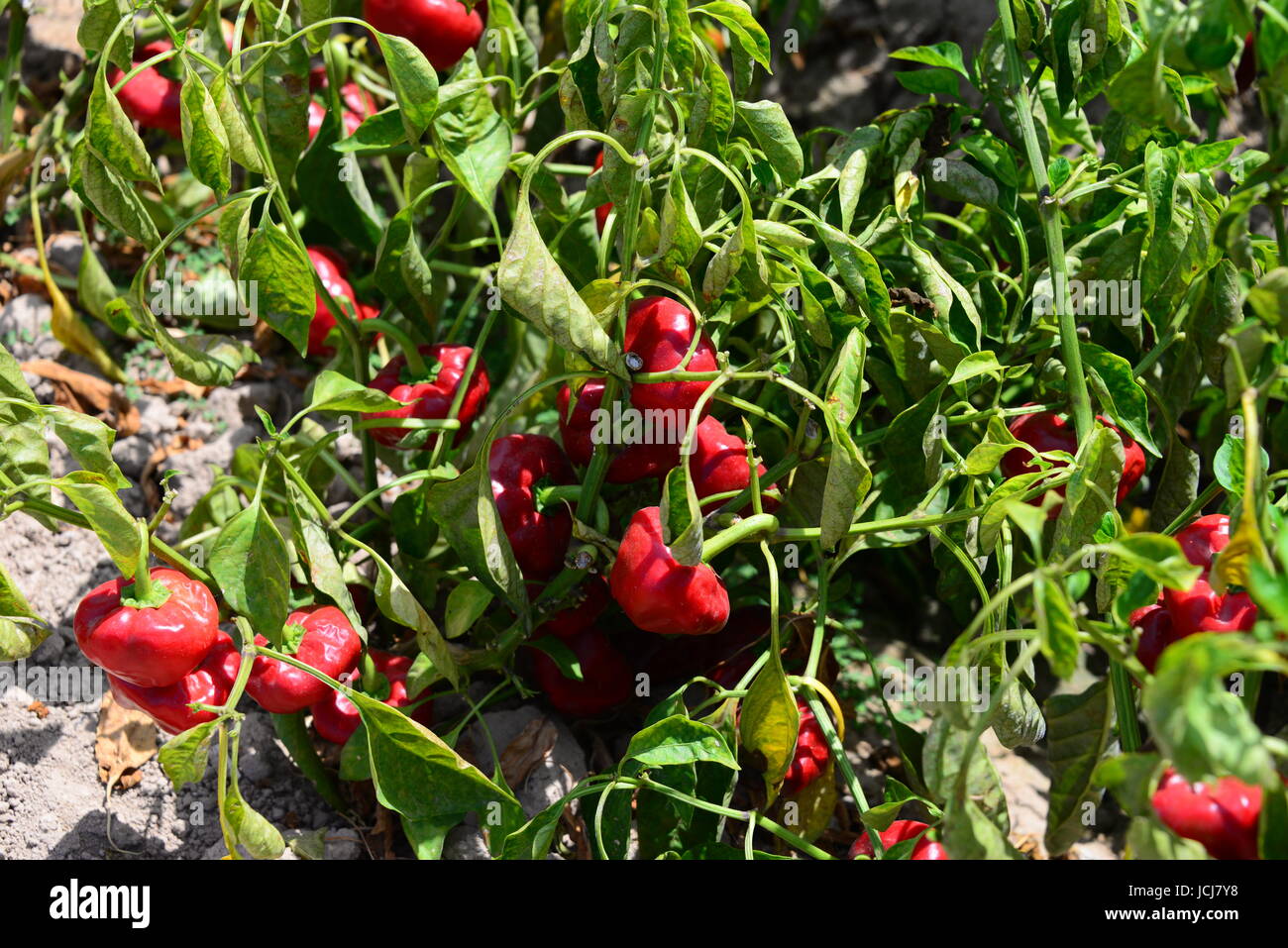 paprika capsicum peperoni Stock Photo - Alamy