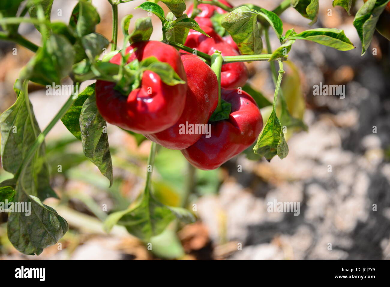 paprika capsicum peperoni Stock Photo - Alamy