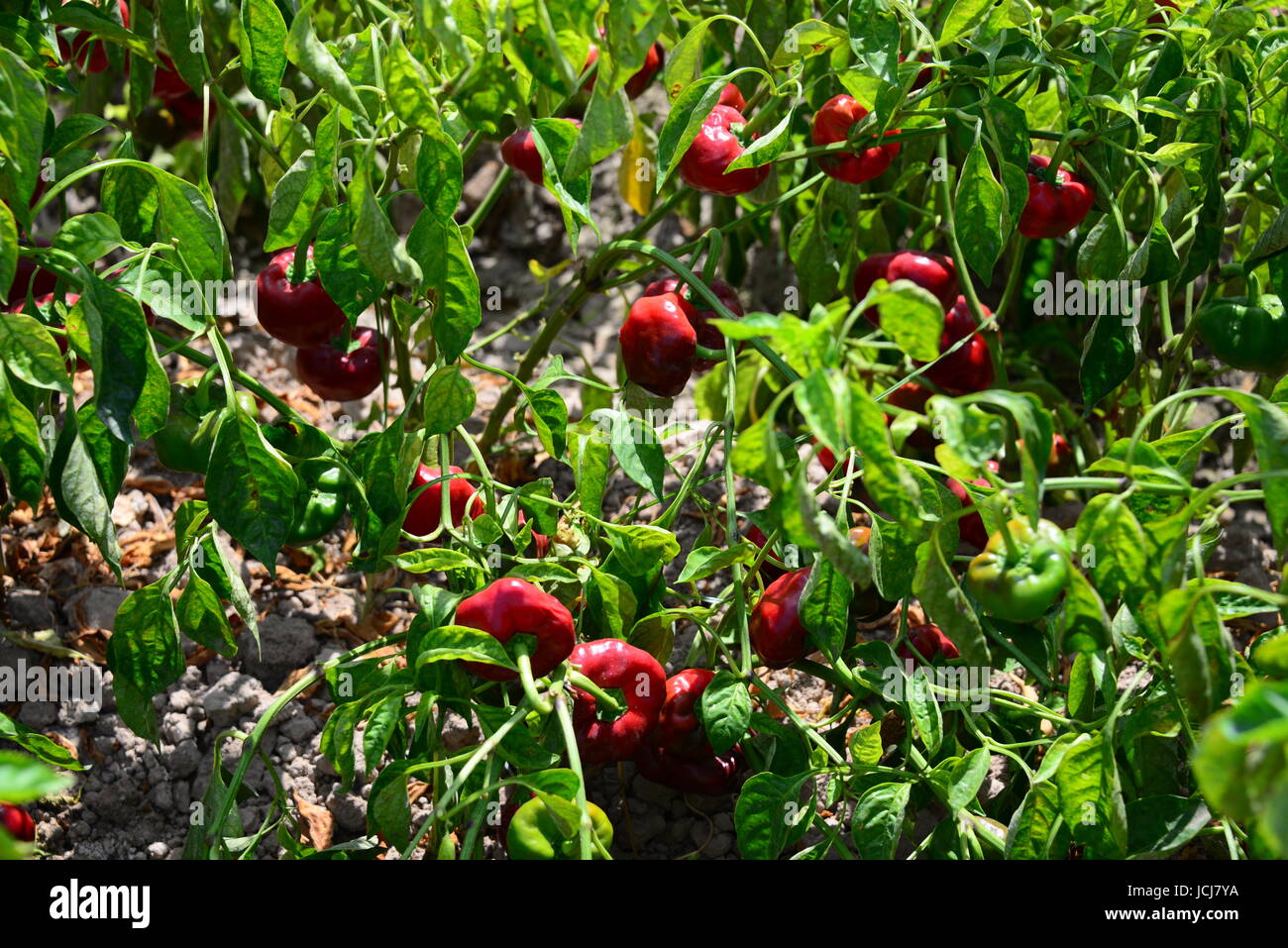 paprika capsicum peperoni Stock Photo - Alamy