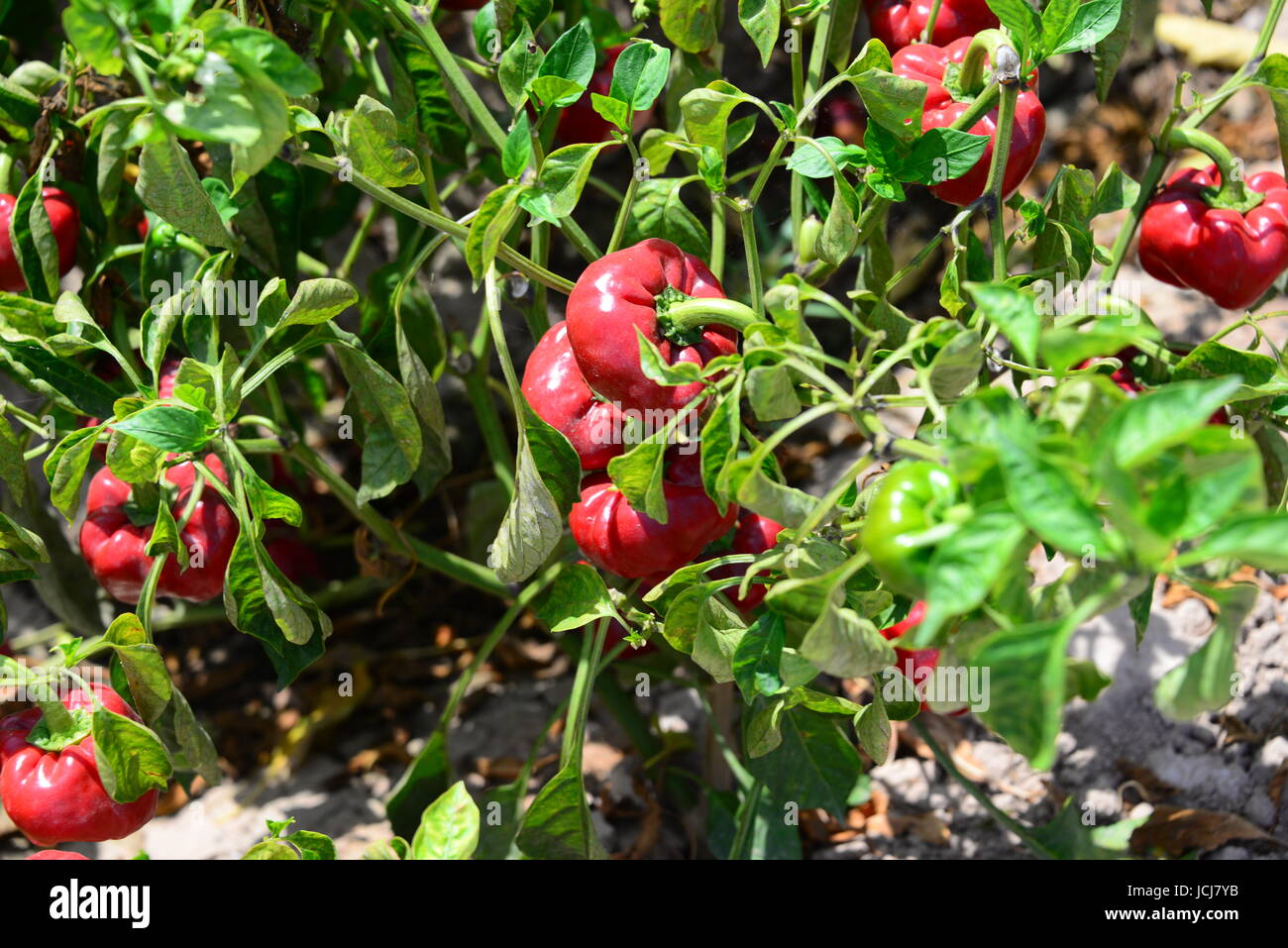 paprika capsicum peperoni Stock Photo - Alamy