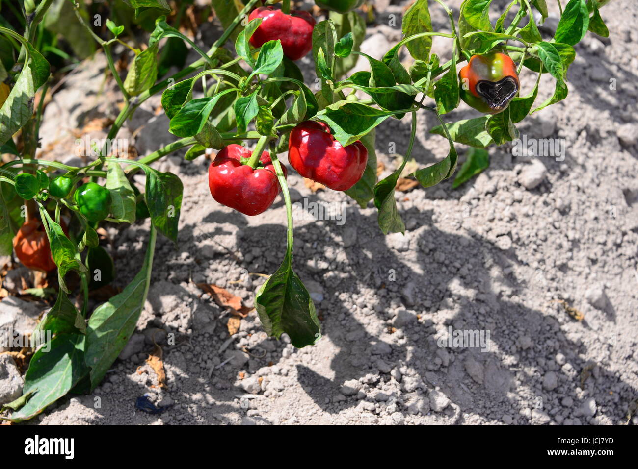 paprika capsicum peperoni Stock Photo - Alamy