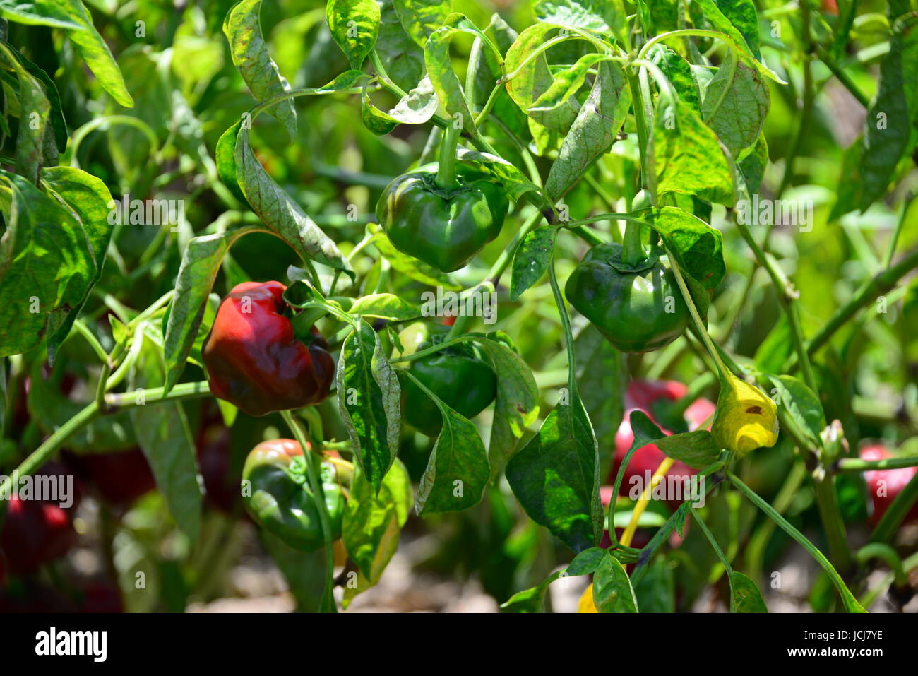 paprika capsicum peperoni Stock Photo - Alamy