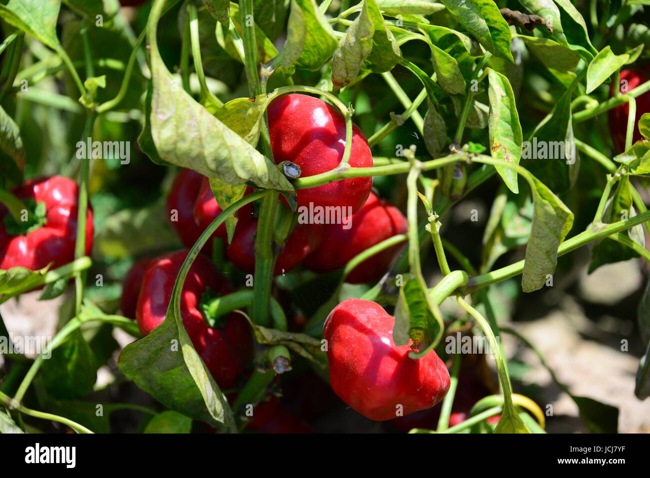 paprika capsicum peperoni Stock Photo - Alamy