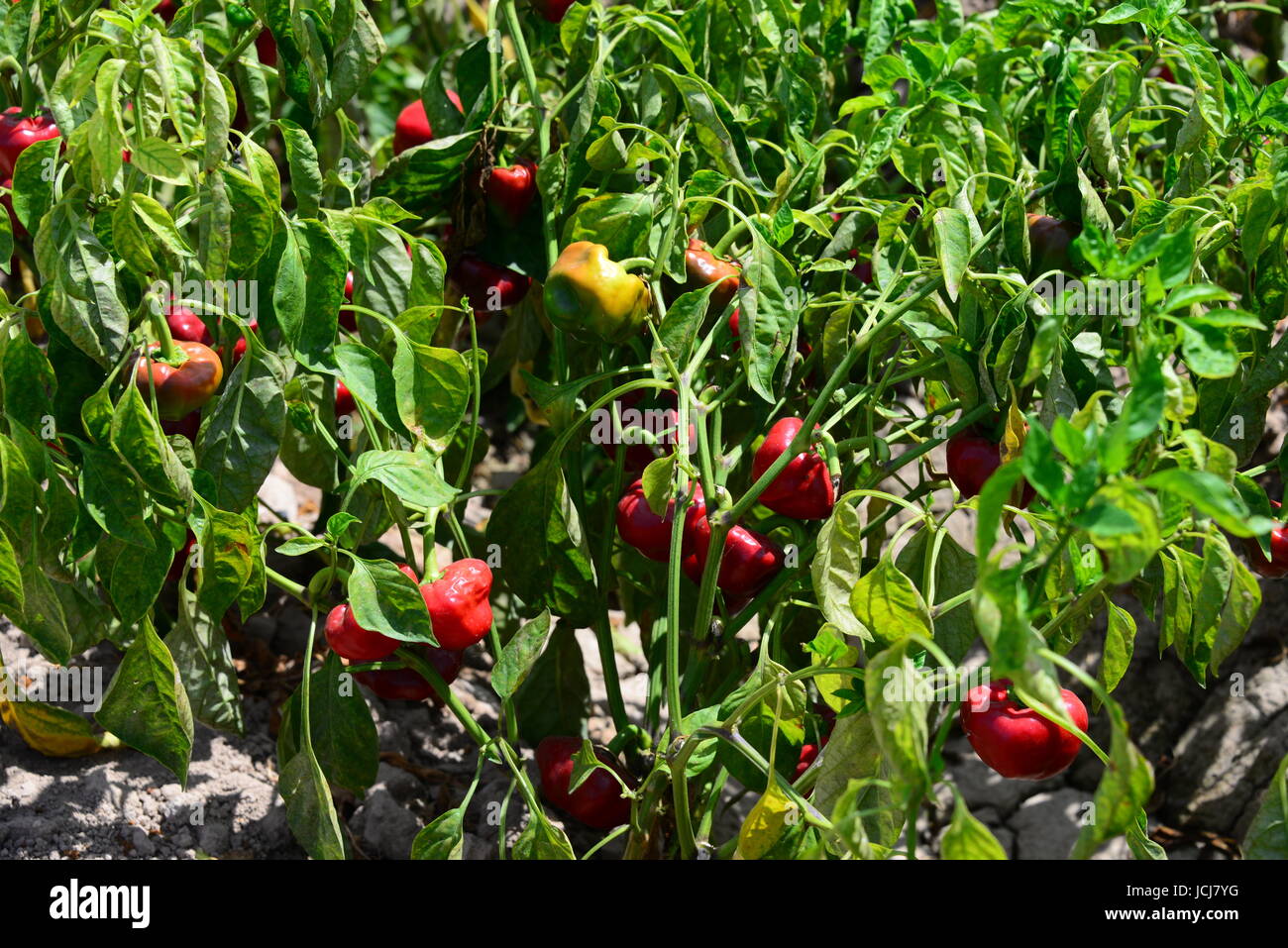 paprika capsicum peperoni Stock Photo - Alamy