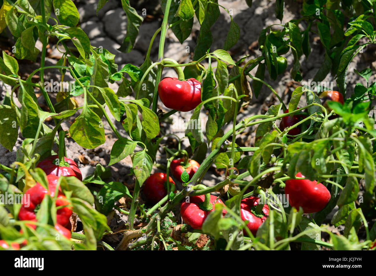 paprika capsicum peperoni Stock Photo - Alamy