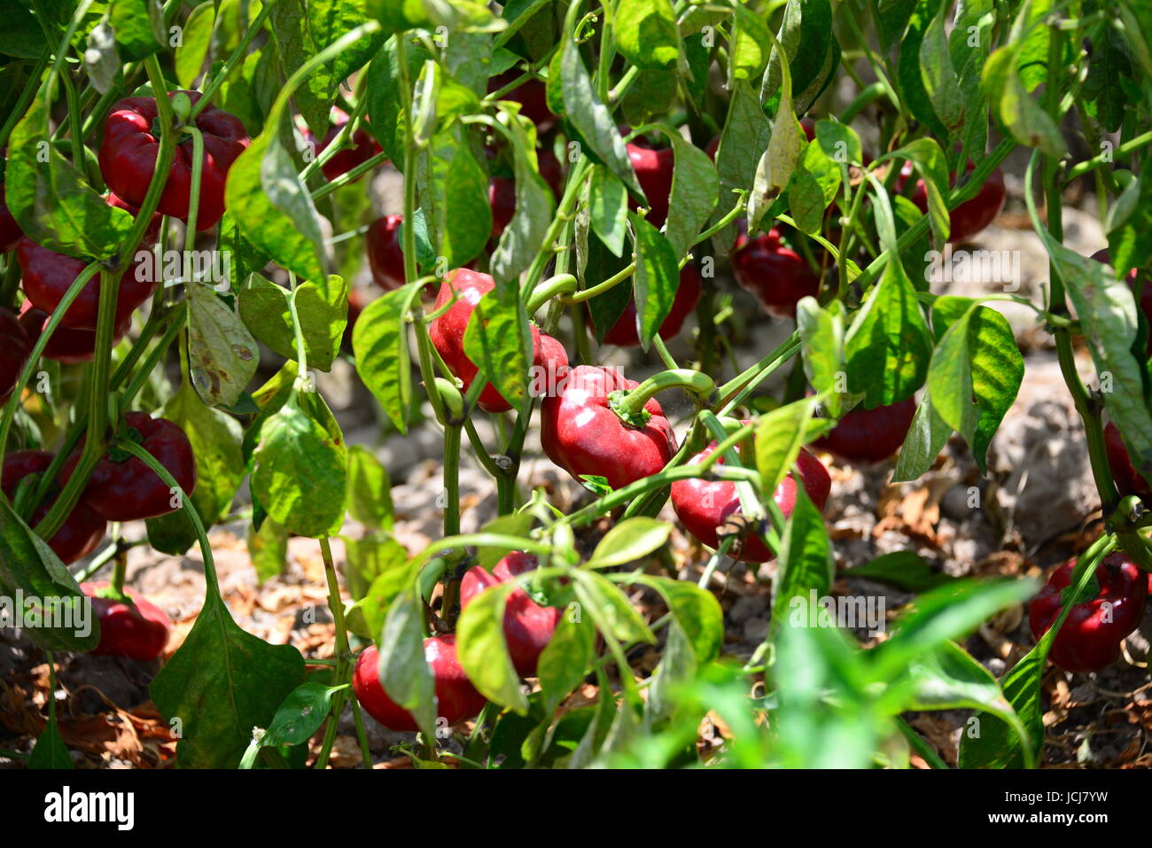 paprika capsicum peperoni Stock Photo - Alamy