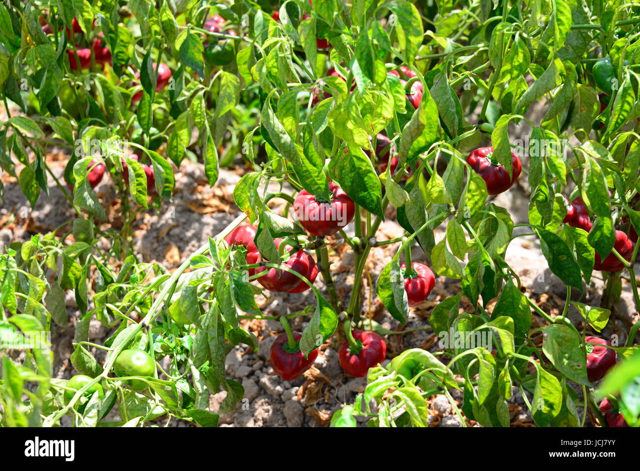 paprika capsicum peperoni Stock Photo - Alamy