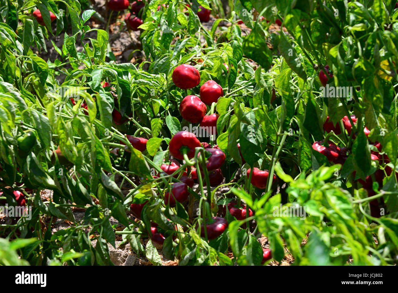 paprika capsicum peperoni Stock Photo - Alamy