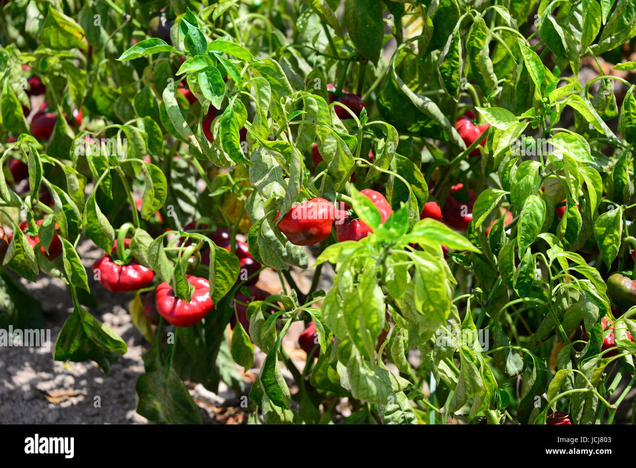 paprika capsicum peperoni Stock Photo - Alamy