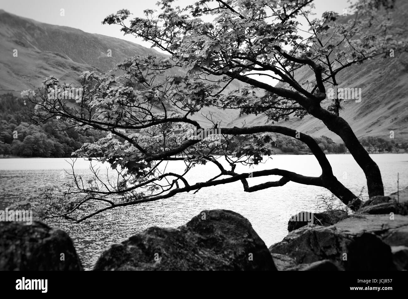 Lone tree buttermere lake district hi-res stock photography and images ...