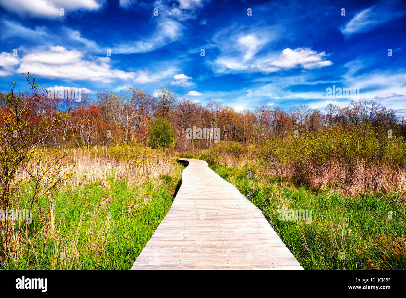 A boardwalk through a wetland ecosystem at white memorial conservation ...