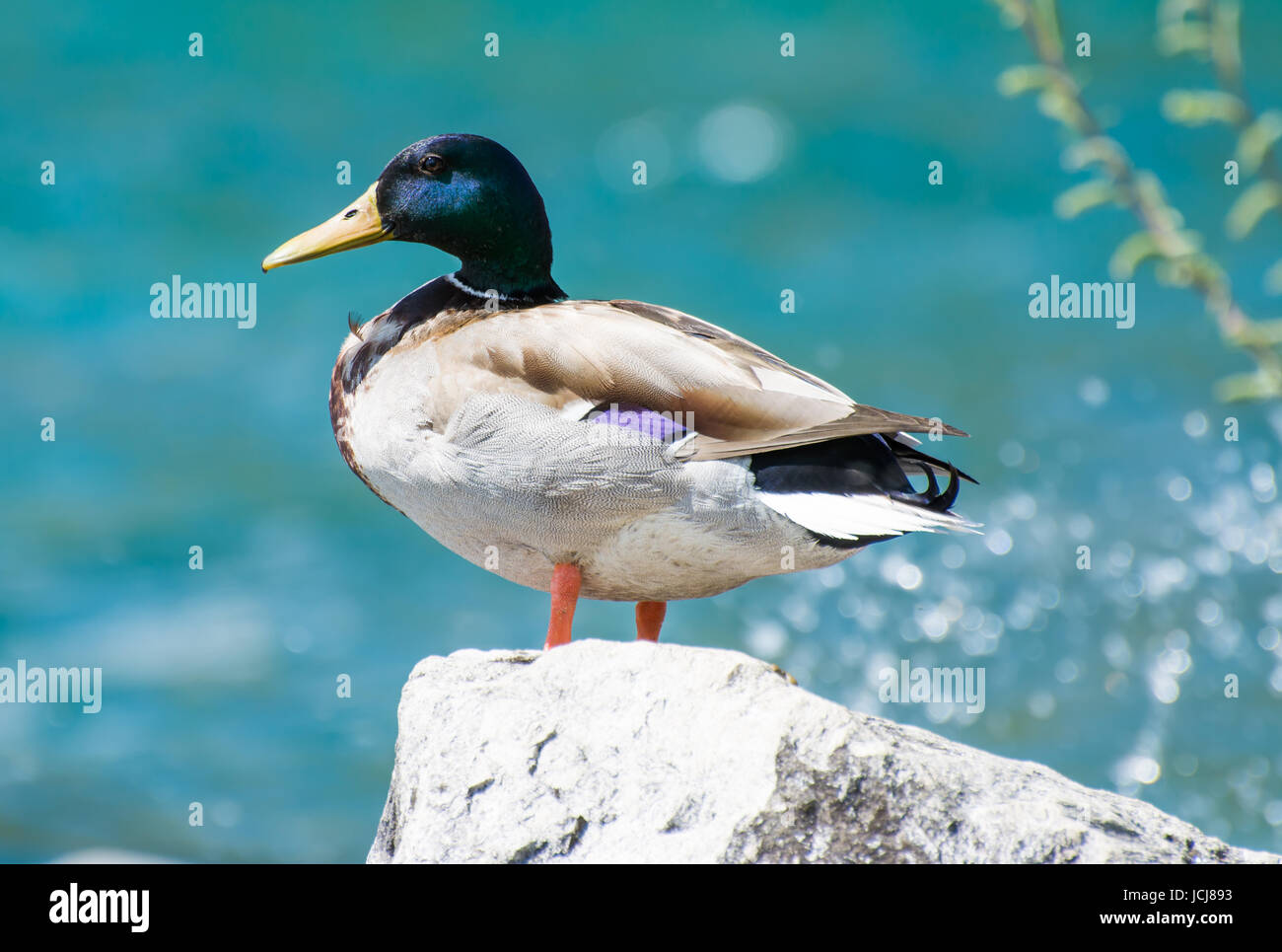 Male duck standing on a rock Stock Photo - Alamy