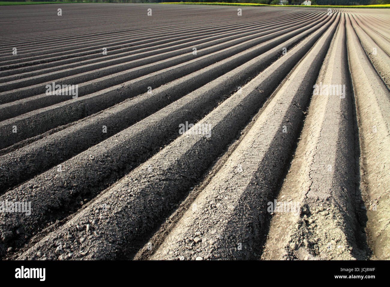 Ackerfurchen für Karottenanbau Stock Photo - Alamy