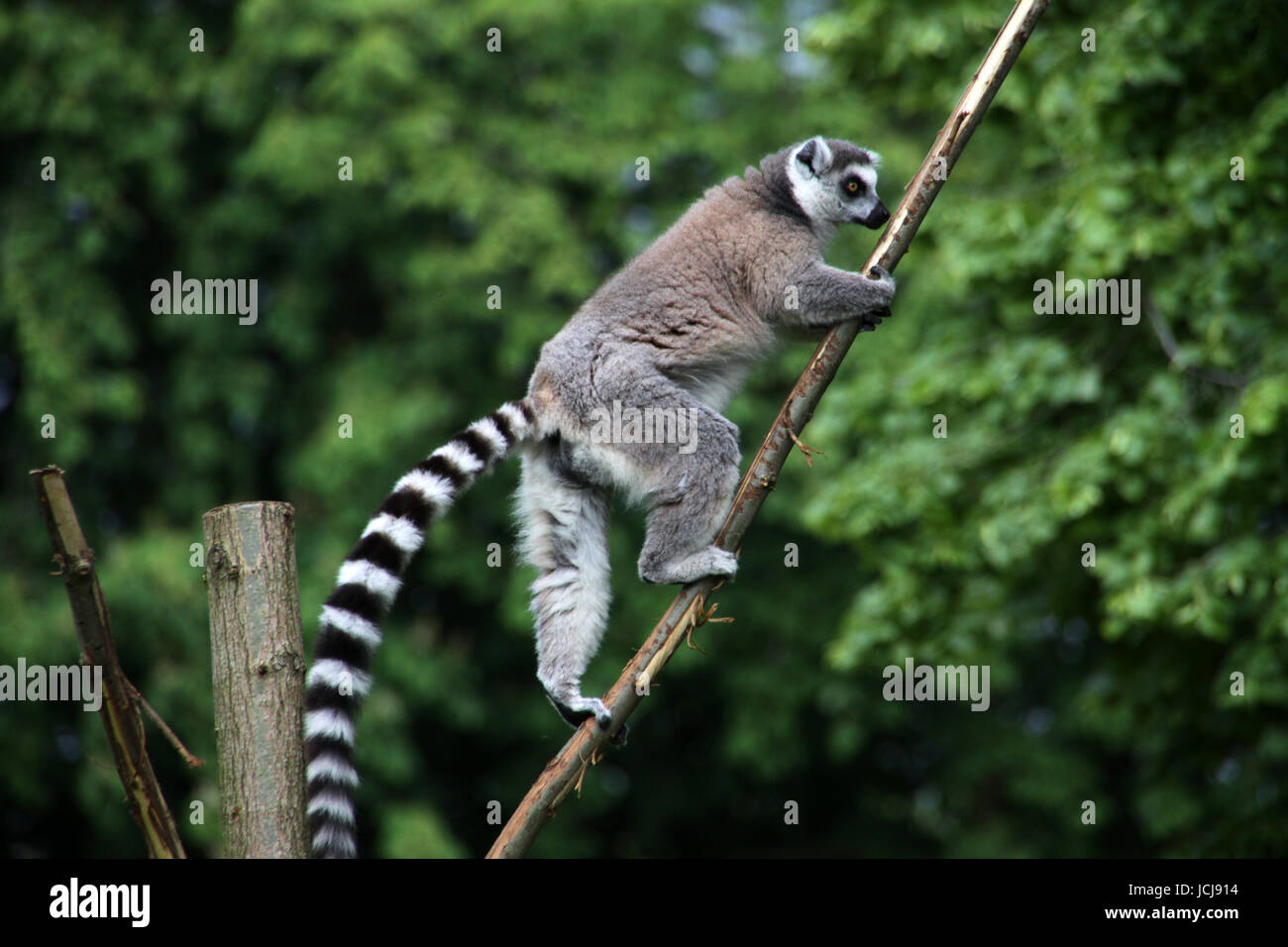 Madagaskar tier hi-res stock photography and images - Alamy