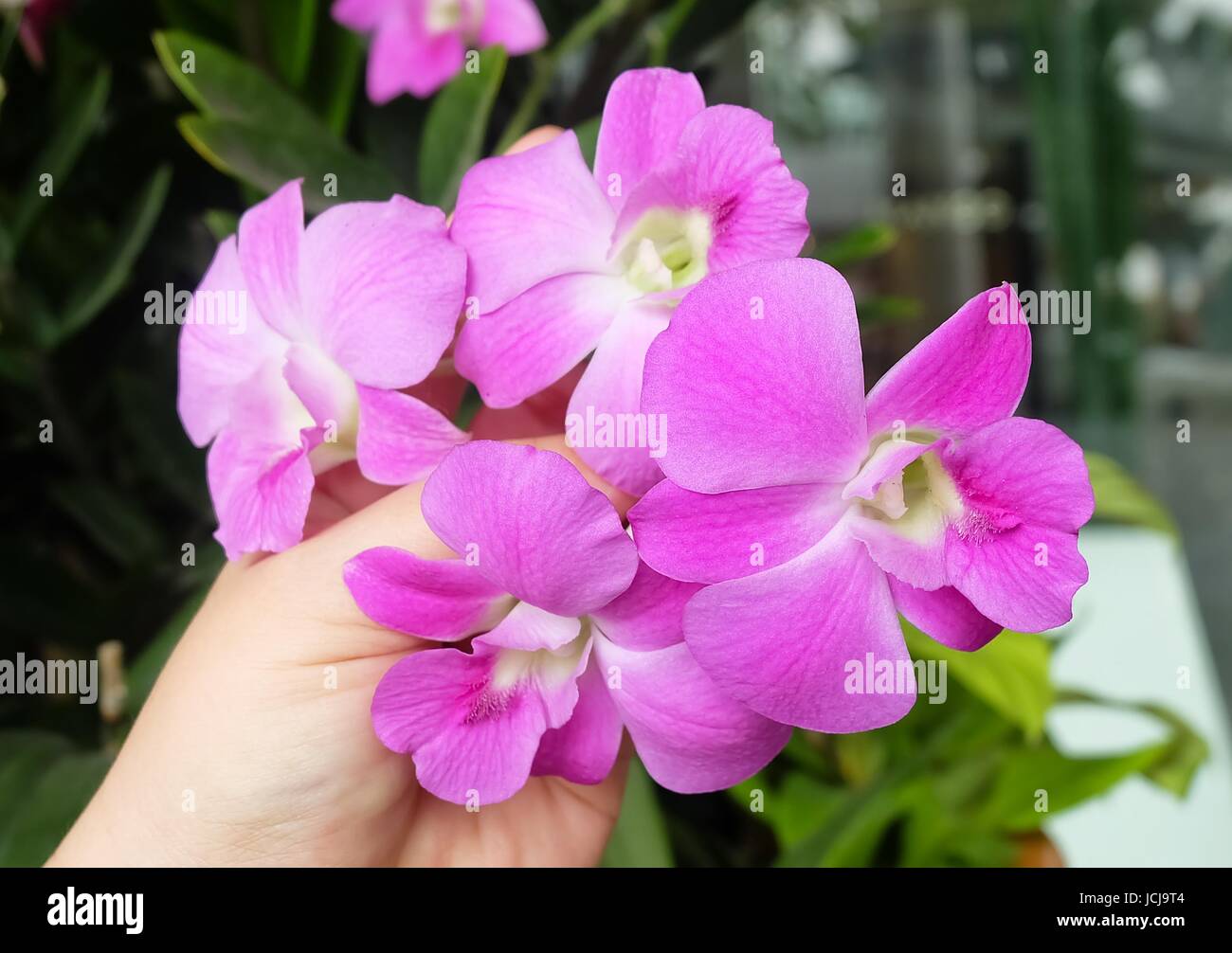Ecology and Environment Concept, Hand Holding Fresh Pink Phalaenopsis ...