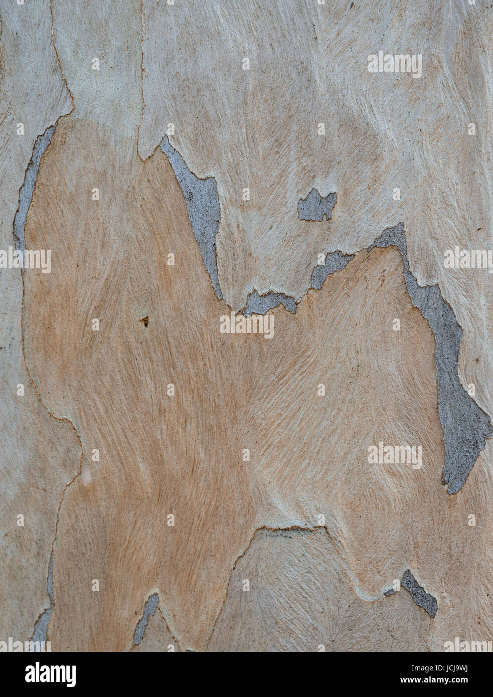Eucalyptus tree bark texture Stock Photo - Alamy