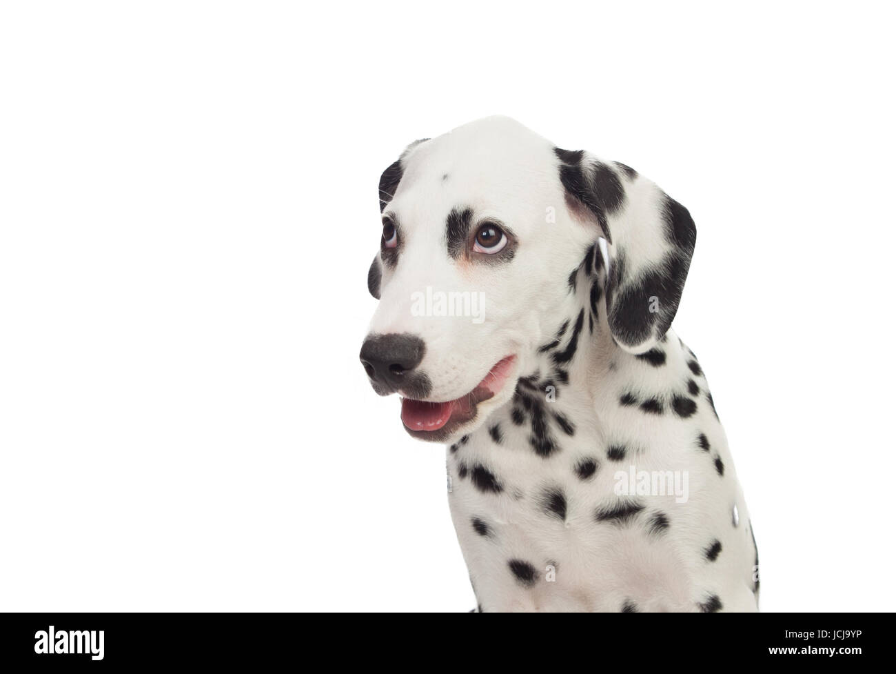 Beautiful Dalmatian with black spotted isolated on white background ...