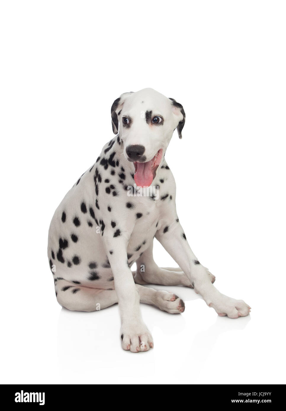 Beautiful Dalmatian with black spotted isolated on white background ...