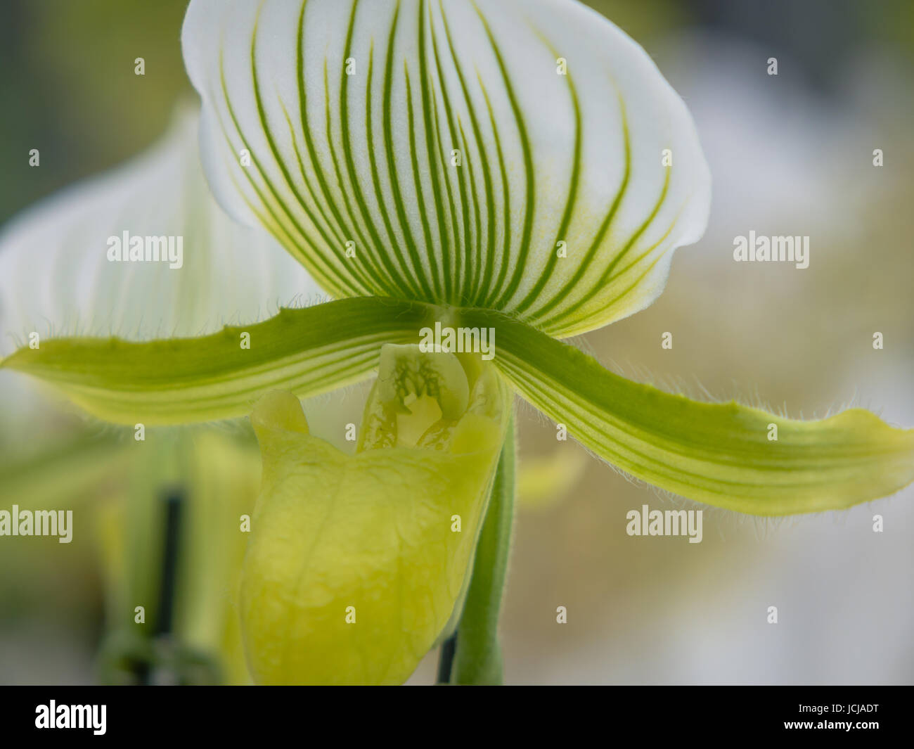 Large green and white striped orchid also named Ladyslipper originates ...