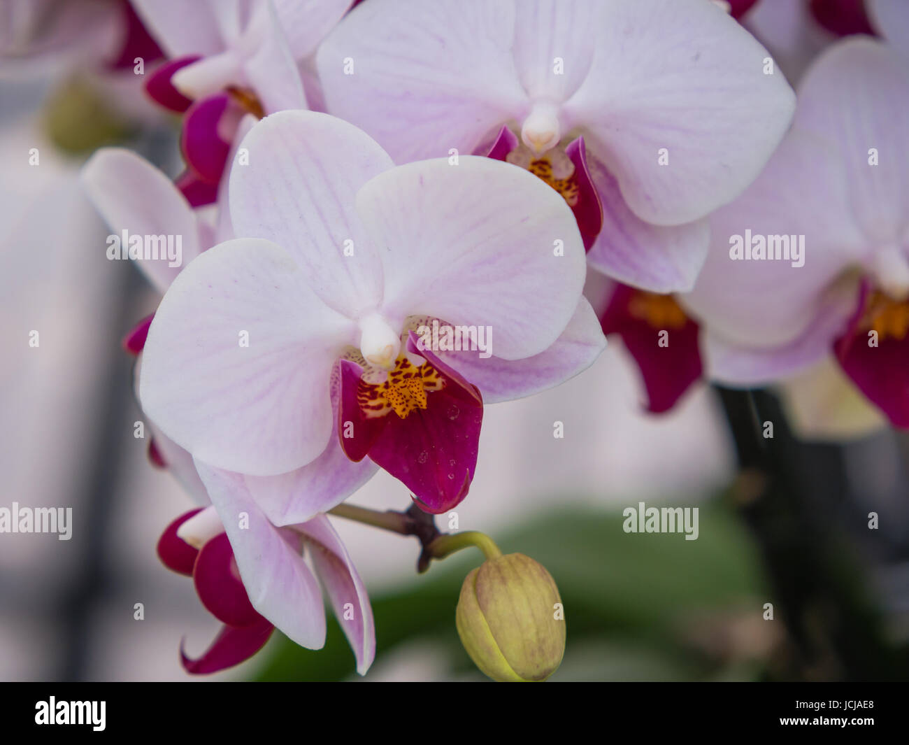 Pink and purple colored orchids showing veined leaves Stock Photo - Alamy