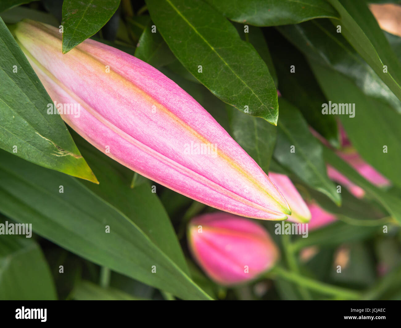 Close-up of the pollen and stigma of a pink colored lily Stock Photo ...