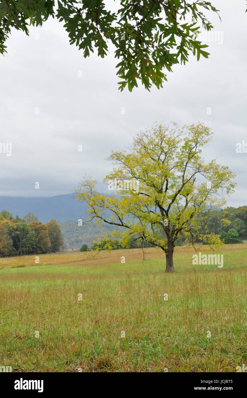 A northern area of the Great Smoky Mountains National Park, TN/NC, USA ...