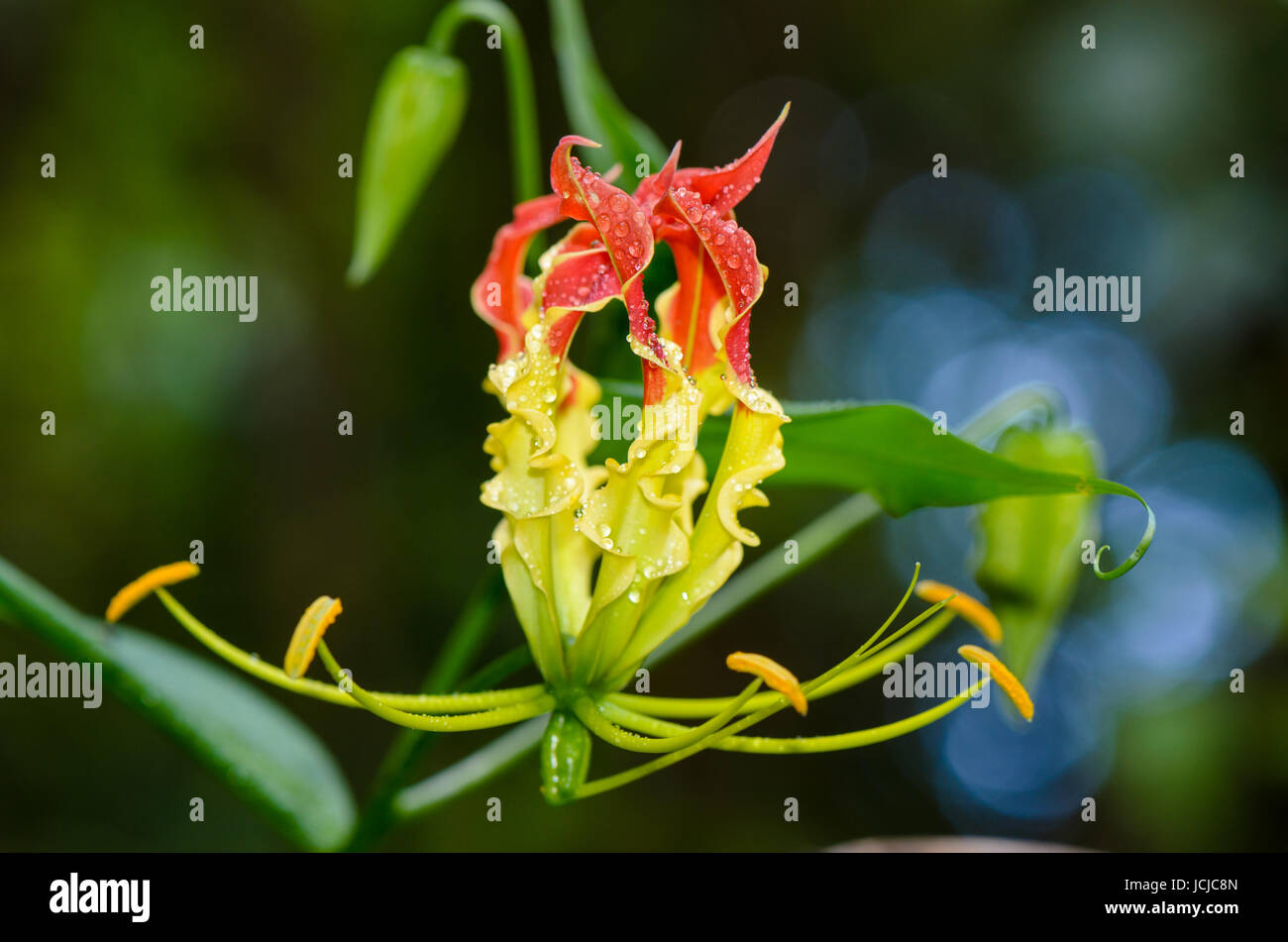 Gloriosa Superba or Climbing Lily is a climber with spectacular red and ...