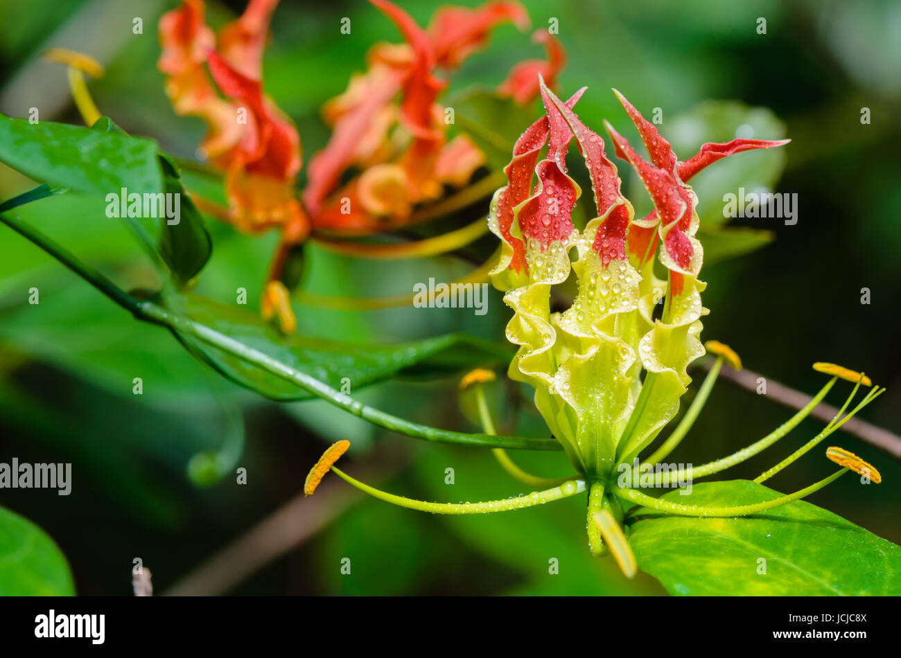Gloriosa Superba or Climbing Lily is a climber with spectacular red and ...