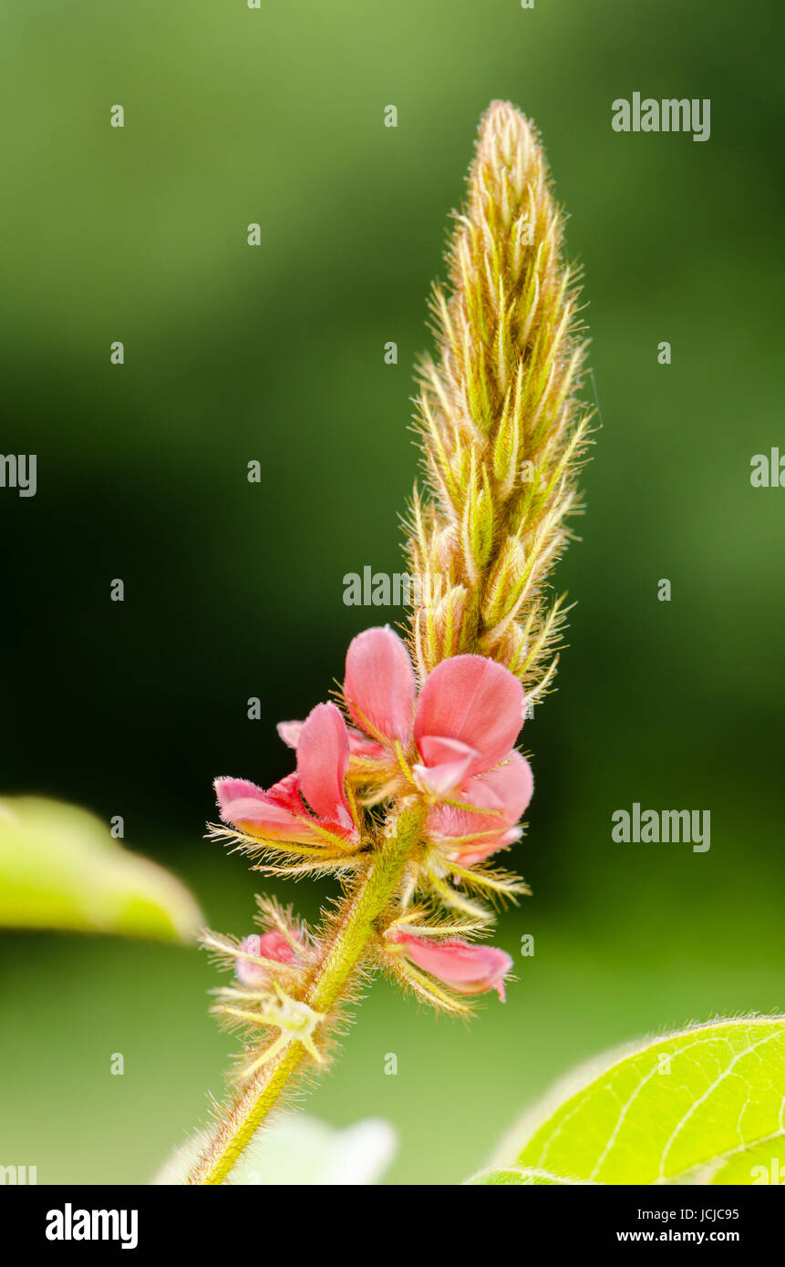 Close up small panicle of pink flower at meadow in Thailand Stock Photo ...