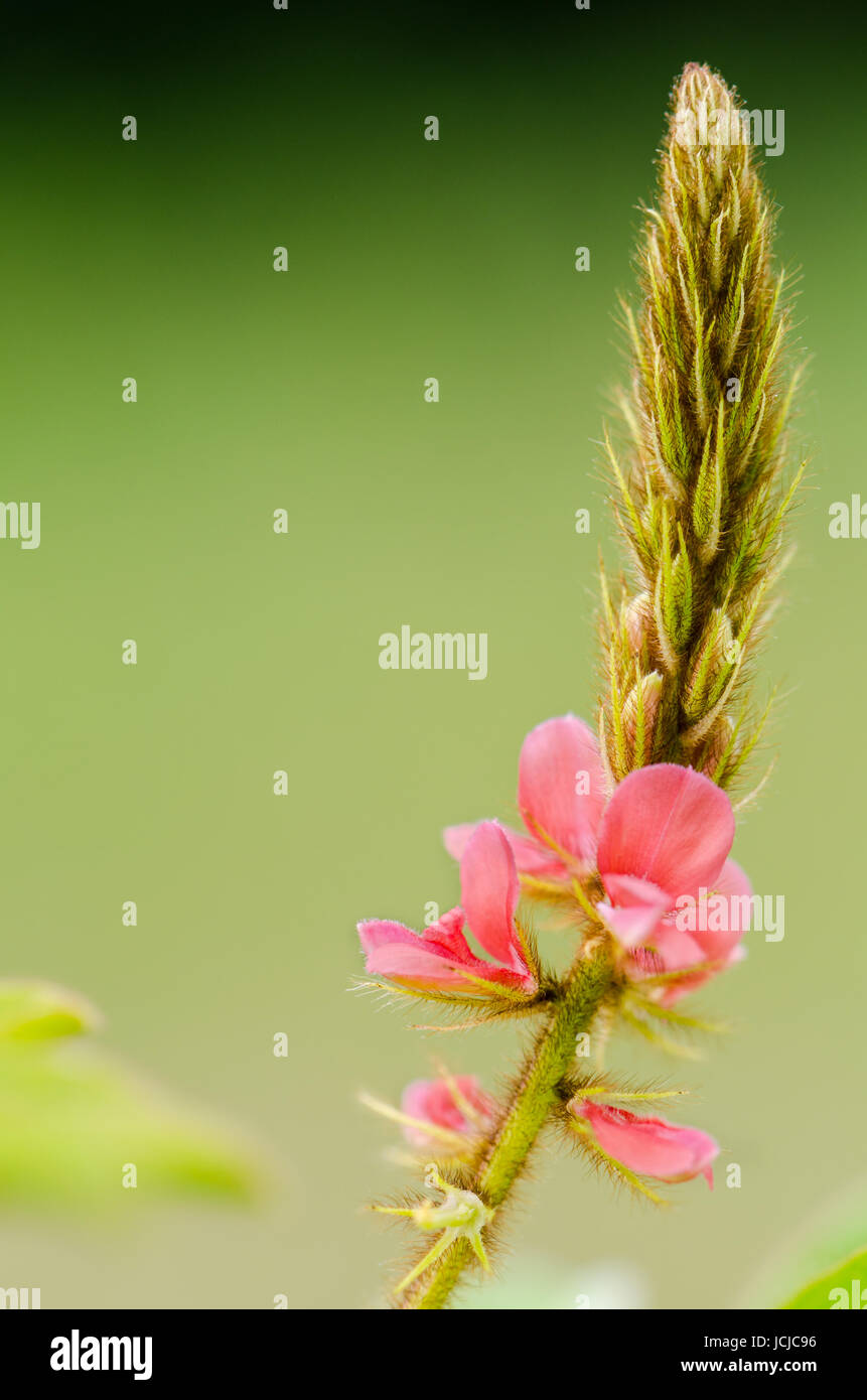 Close up small panicle of pink flower at meadow in Thailand Stock Photo ...