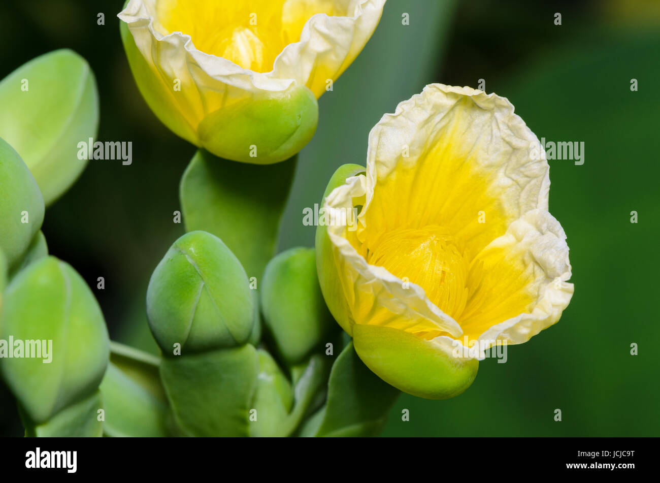 Close up beautiful yellow flower of Limnocharis flava or Yellow Burr ...